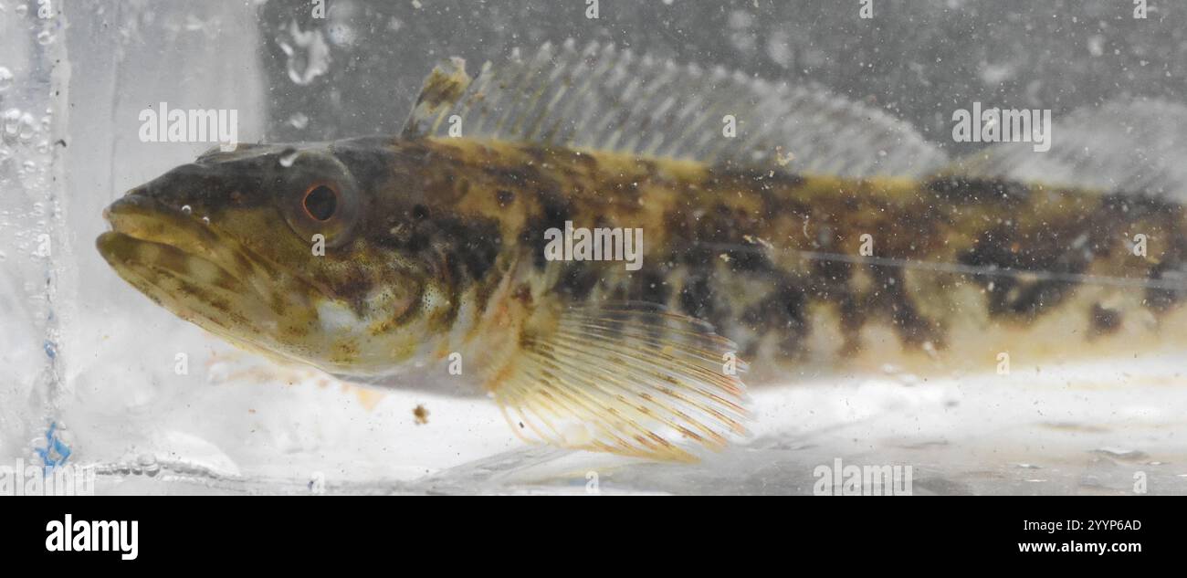 Lingcod (Ophiodon elongatus Stock Photo - Alamy