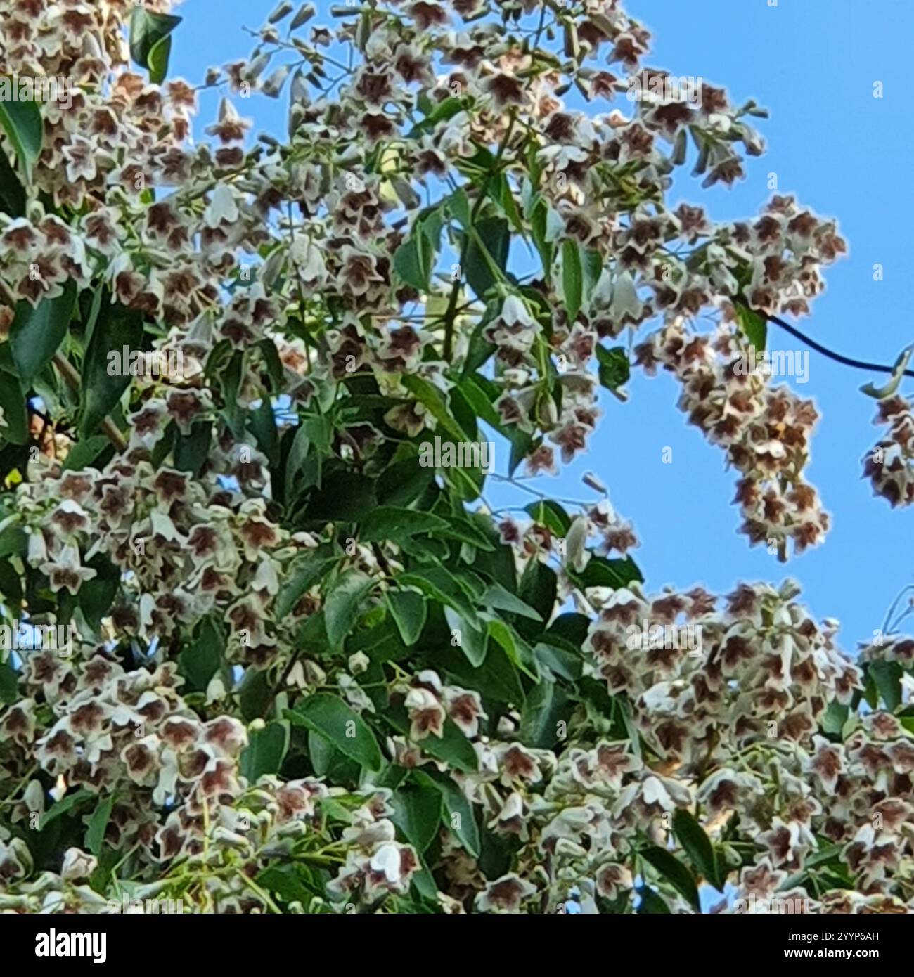 wonga vine (Pandorea pandorana Stock Photo - Alamy