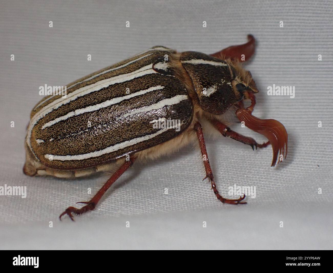Polyphylla crinita hi-res stock photography and images - Alamy