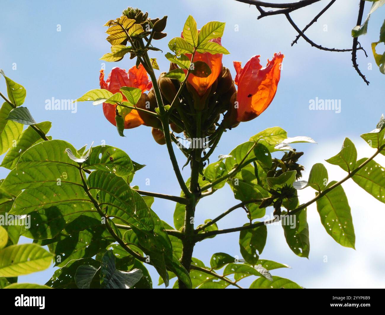 African tulip tree (Spathodea campanulata Stock Photo - Alamy