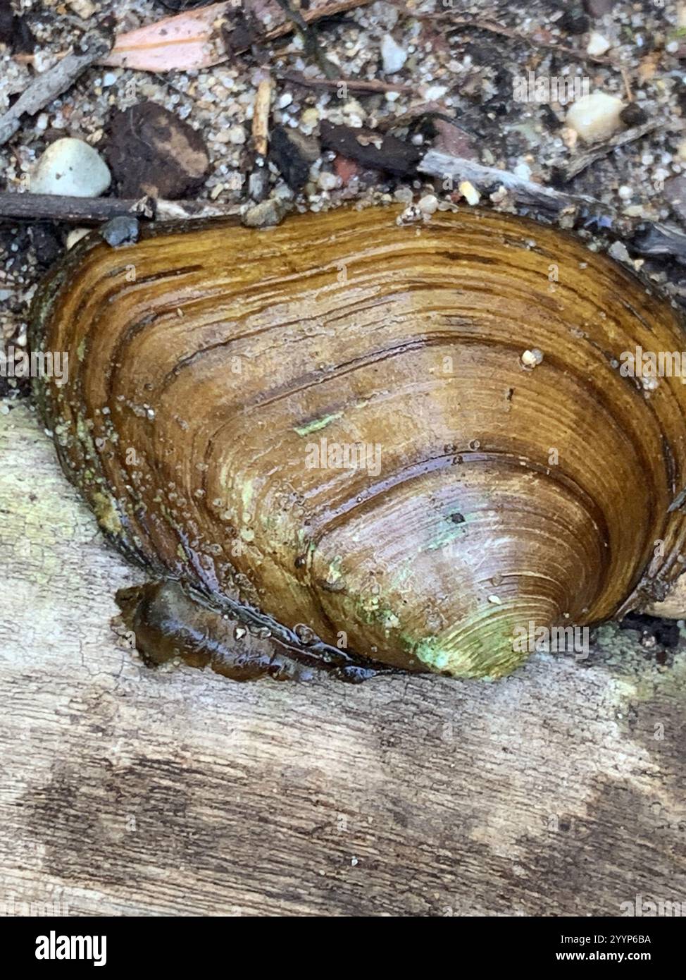 Wabash Pigtoe (Fusconaia flava Stock Photo - Alamy