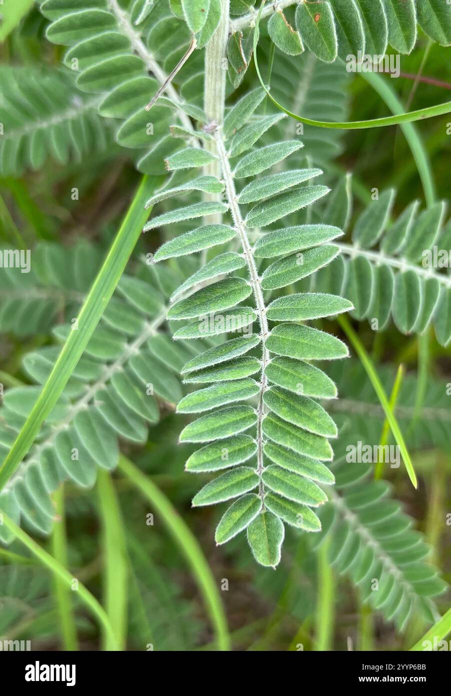leadplant (Amorpha canescens Stock Photo - Alamy