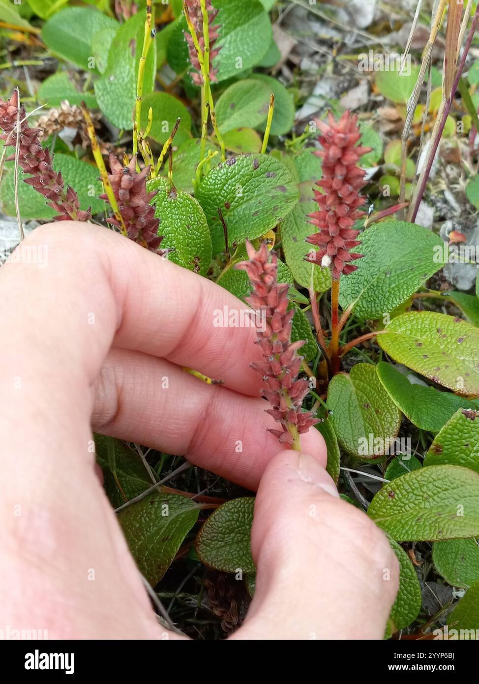 Net-leaved Willow (Salix reticulata Stock Photo - Alamy