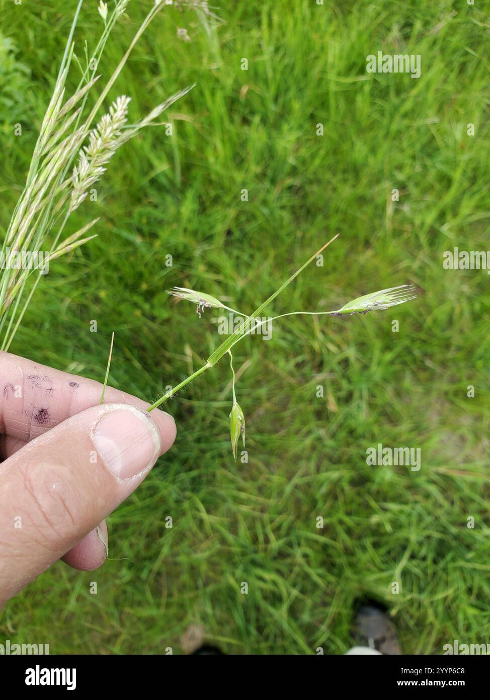 California oatgrass (Danthonia californica Stock Photo - Alamy