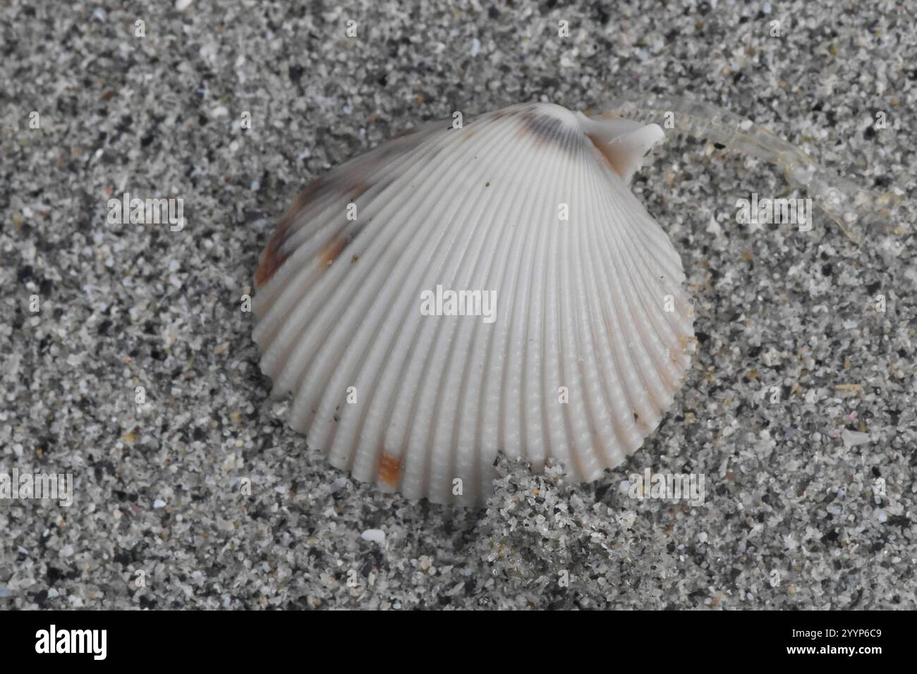 Clinocardium nuttallii hi-res stock photography and images - Alamy