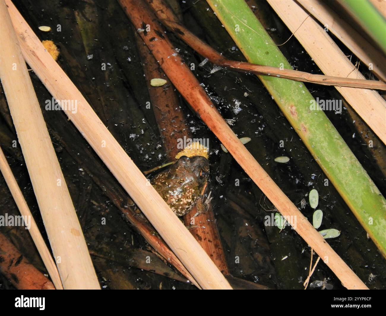 Sand Frogs (Tomopterna Stock Photo - Alamy