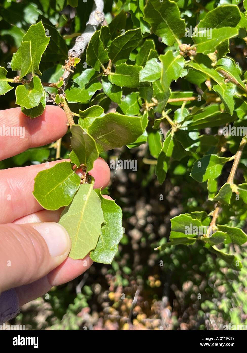 interior live oak (Quercus wislizeni Stock Photo - Alamy