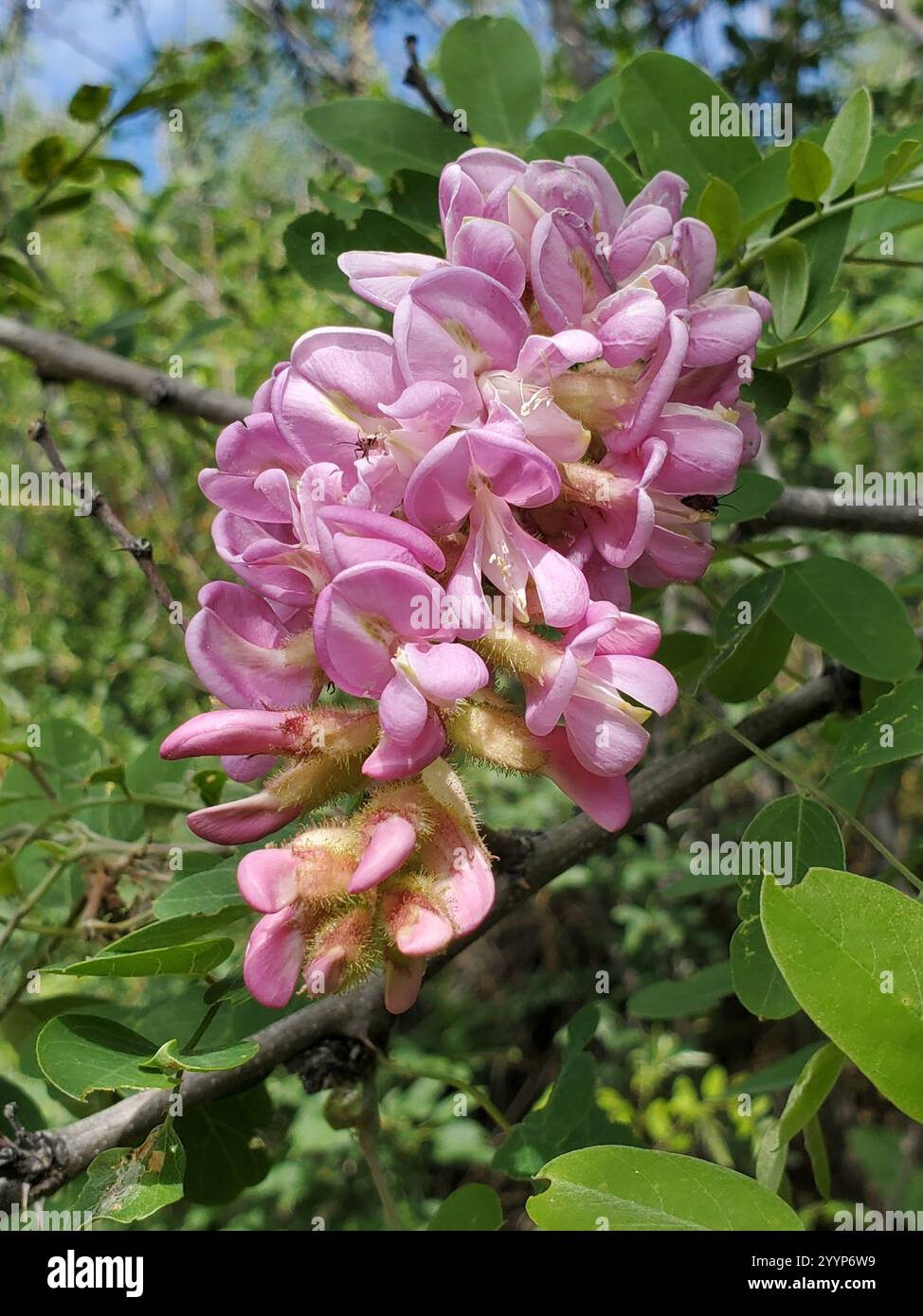 New Mexico locust (Robinia neomexicana Stock Photo - Alamy