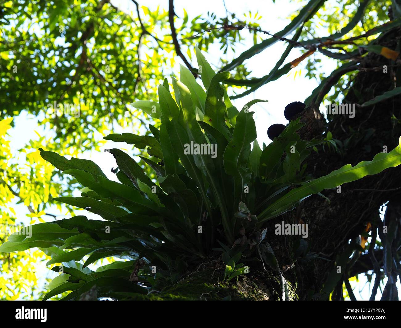 Elkhorn fern (Microsorum punctatum Stock Photo - Alamy