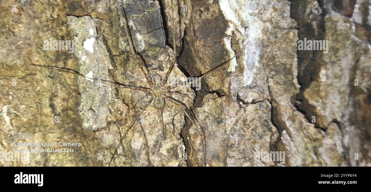 Two-tailed Spiders (Hersiliidae Stock Photo - Alamy