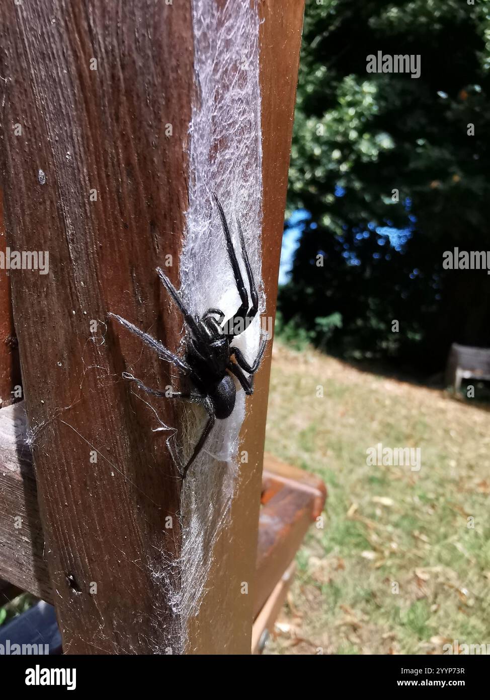 Tube-dwelling Spider (Segestria florentina Stock Photo - Alamy