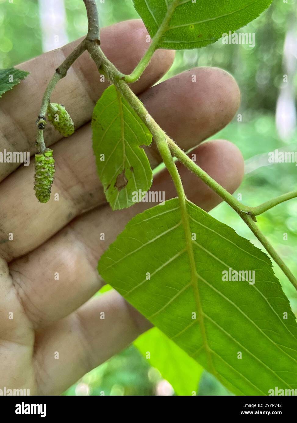 smooth alder (Alnus serrulata Stock Photo - Alamy
