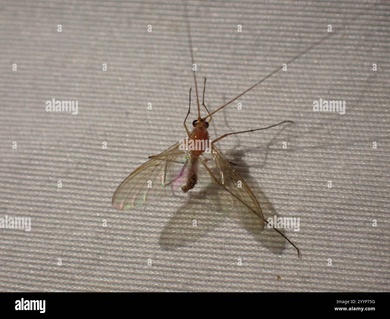 Predatory Fungus Gnats (Keroplatidae Stock Photo - Alamy