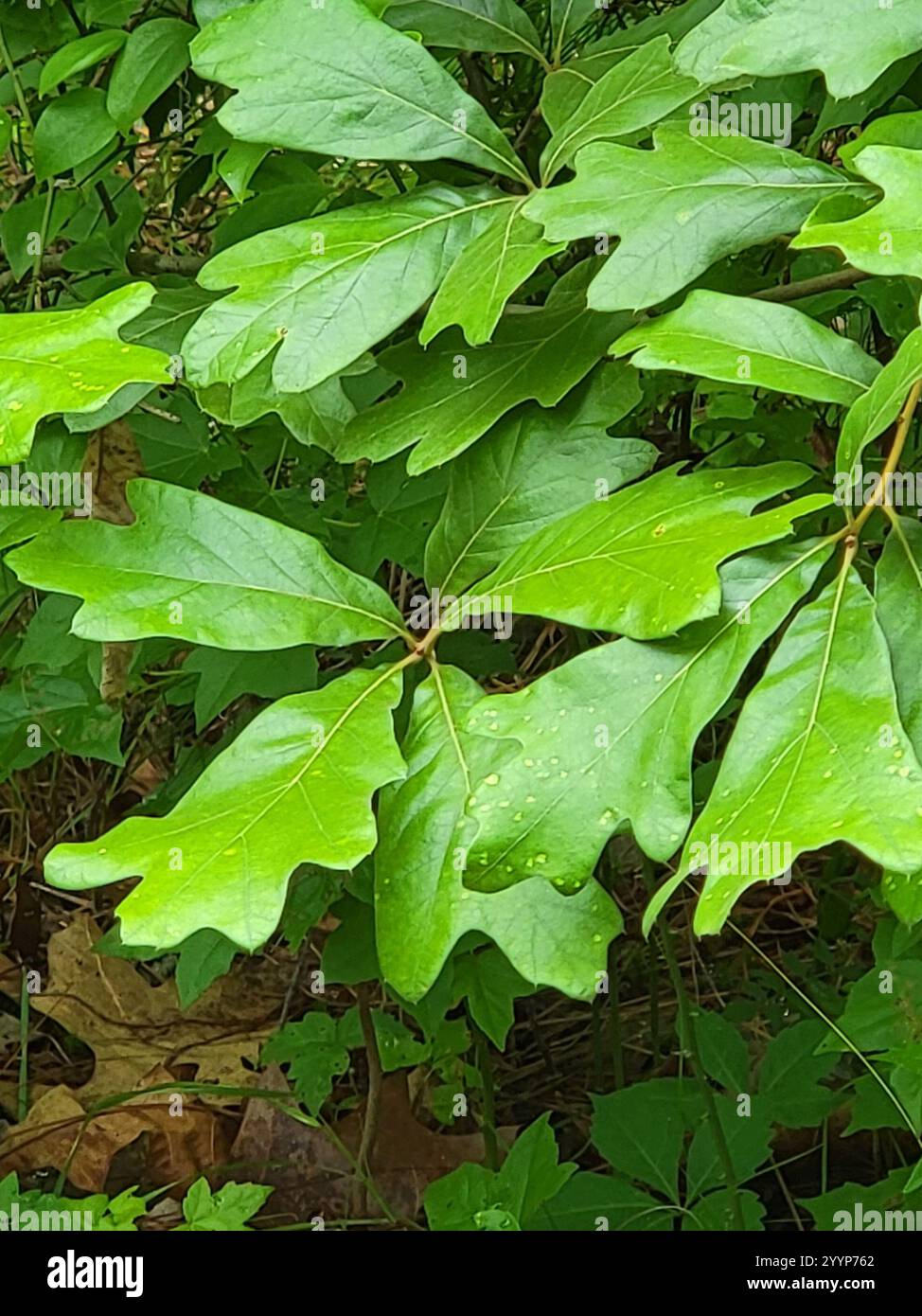 white oak (Quercus alba Stock Photo - Alamy