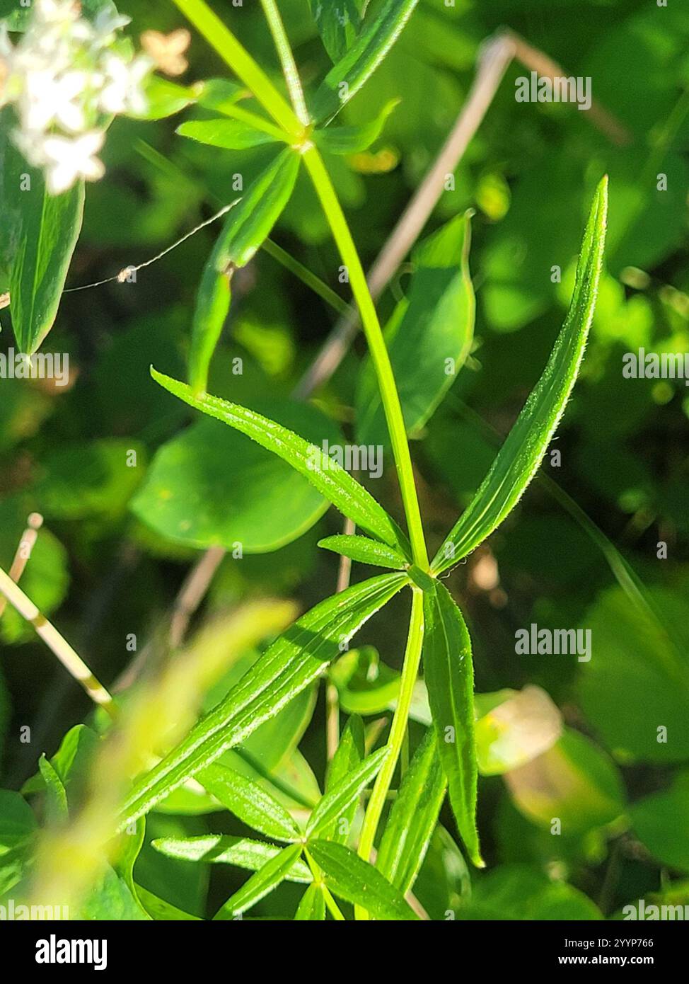 Northern Bedstraw (Galium boreale Stock Photo - Alamy