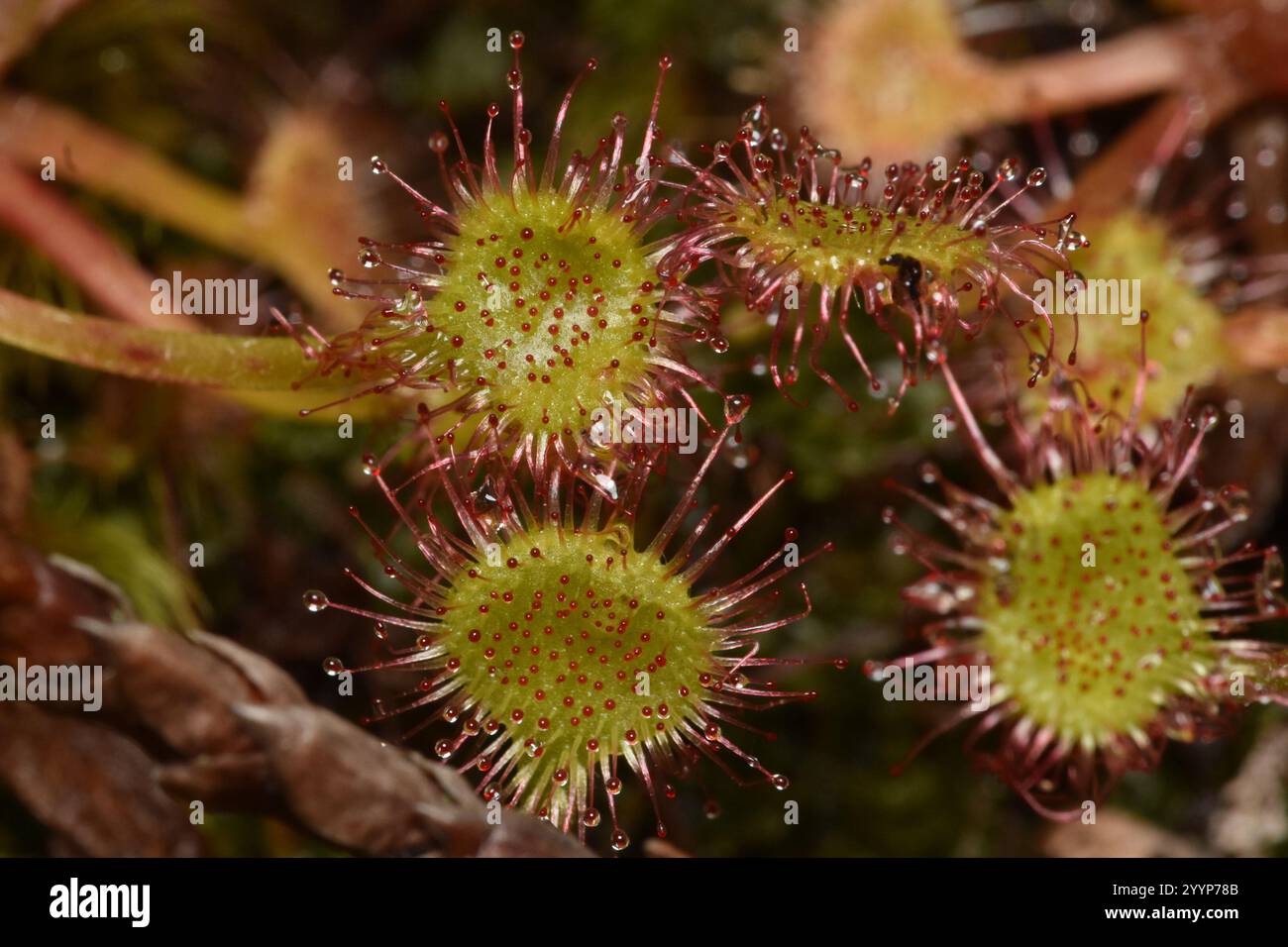 round-leaved sundew (Drosera rotundifolia Stock Photo - Alamy
