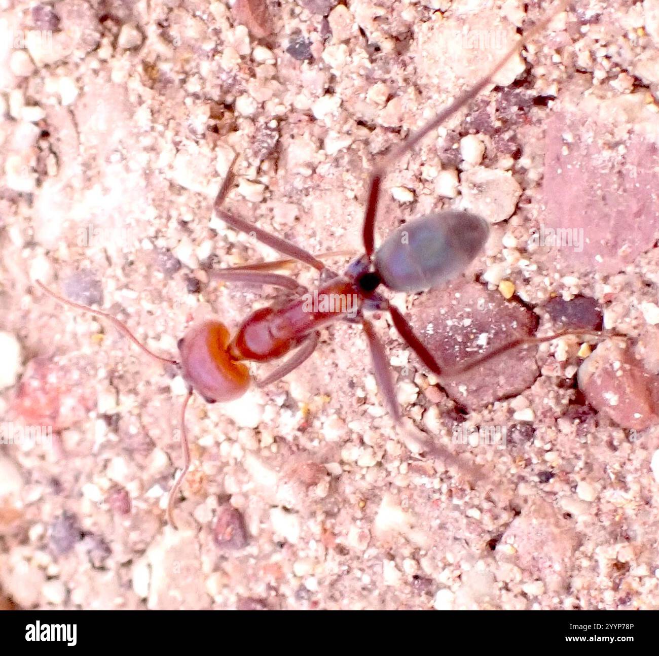 Southern Meat Ant (Iridomyrmex purpureus Stock Photo - Alamy
