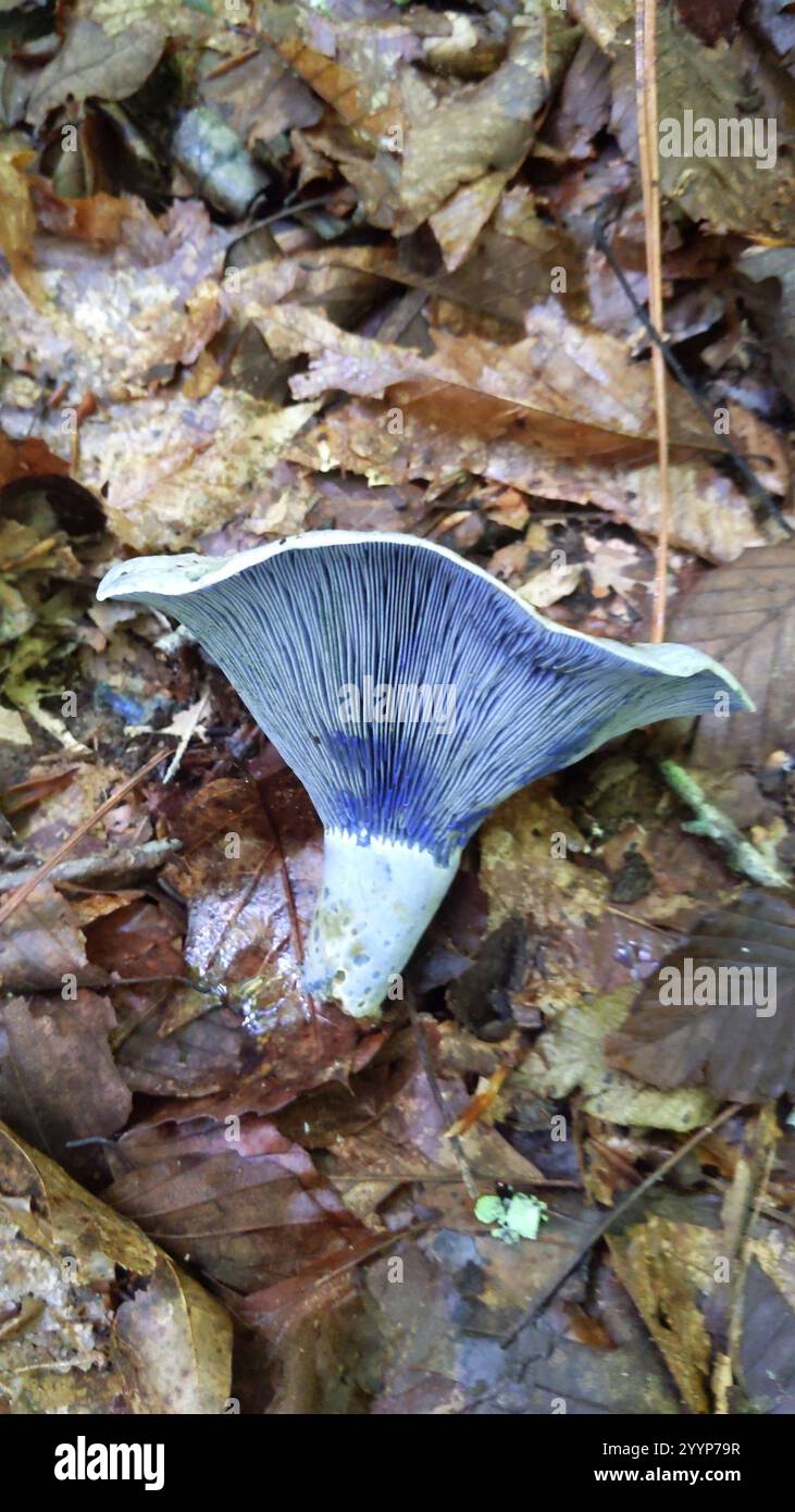 indigo milk cap (Lactarius indigo Stock Photo - Alamy