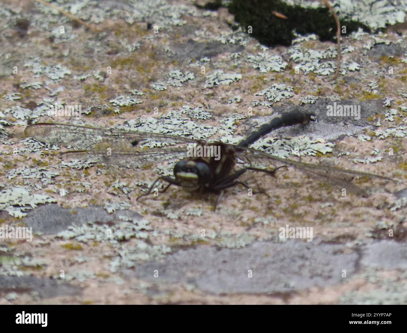Ashy clubtail hi-res stock photography and images - Alamy