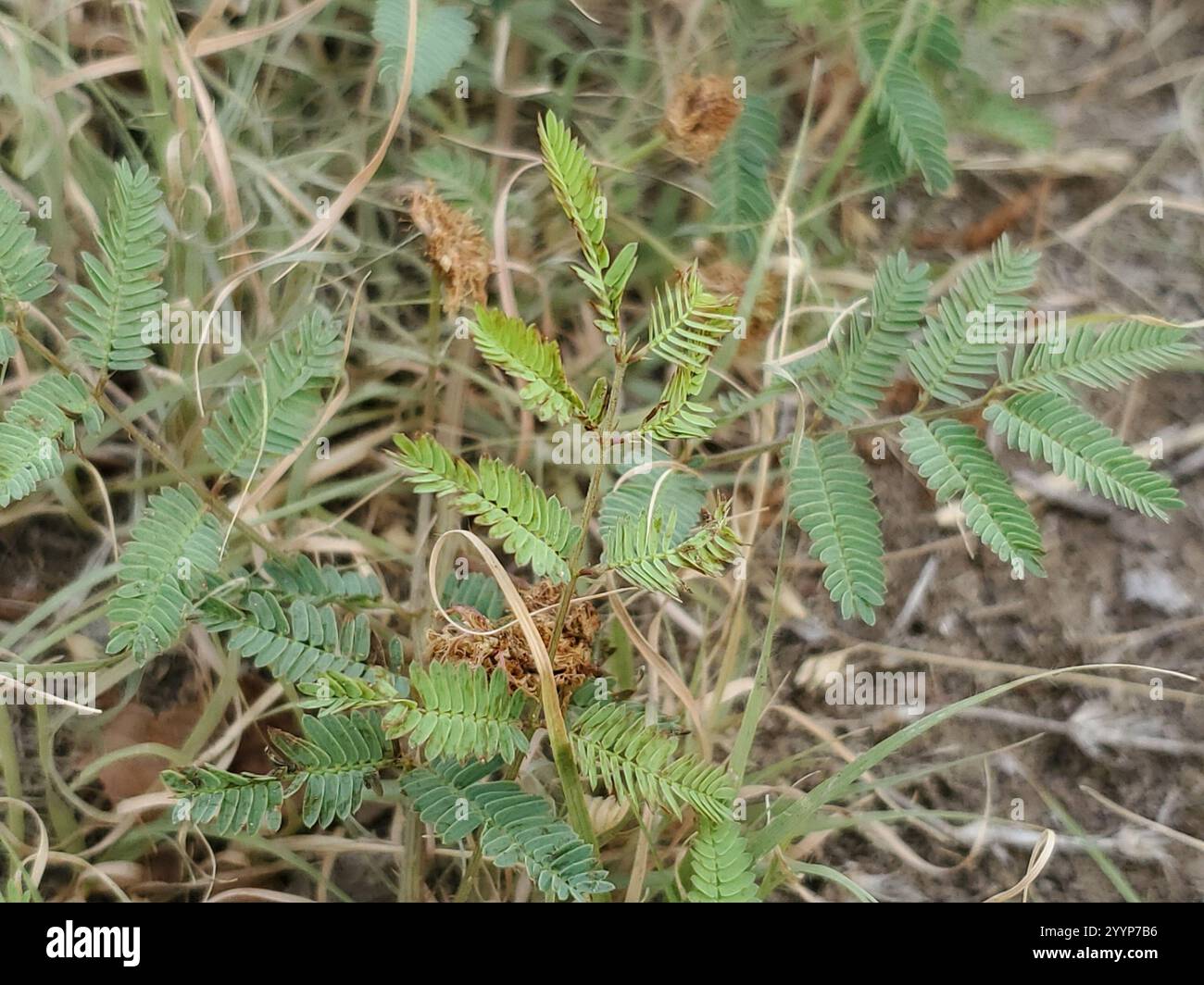 Mimosa nuttallii hi-res stock photography and images - Alamy