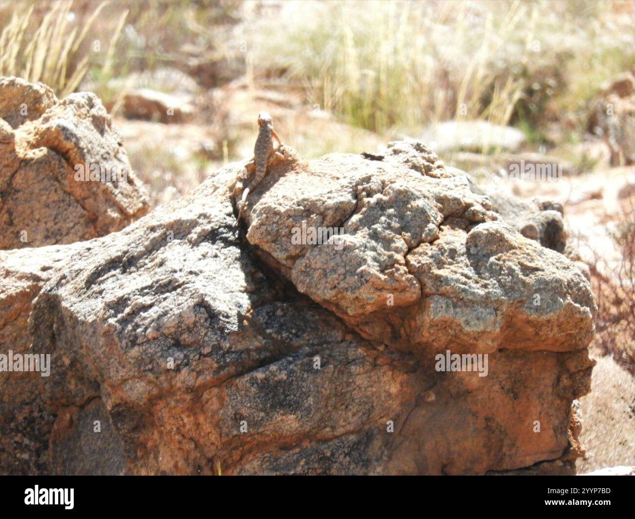 Karoo Girdled Lizard (Karusasaurus polyzonus Stock Photo - Alamy