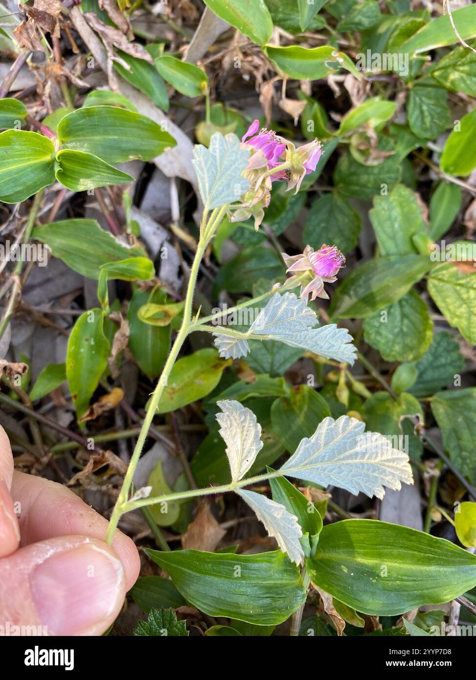 Rubus parvifolius hi-res stock photography and images - Alamy