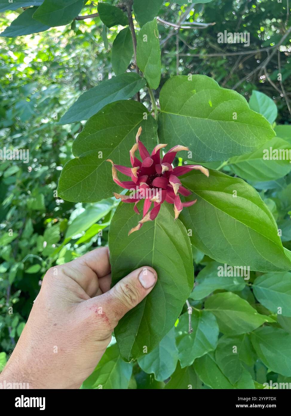 Calycanthus occidentalis hi-res stock photography and images - Alamy