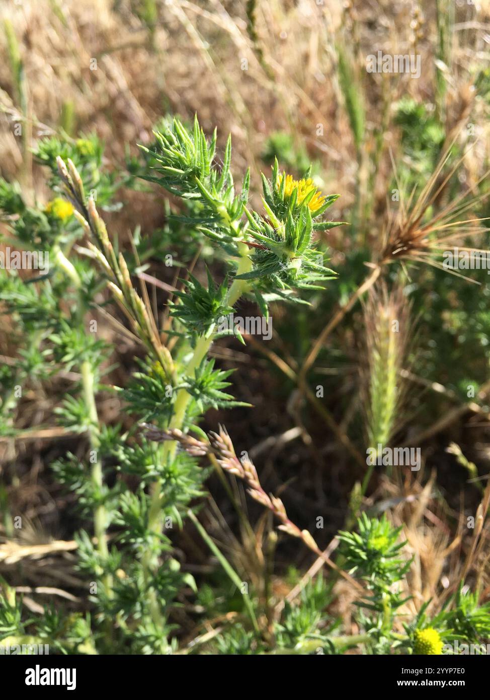 Common Spikeweed (Centromadia pungens pungens Stock Photo - Alamy