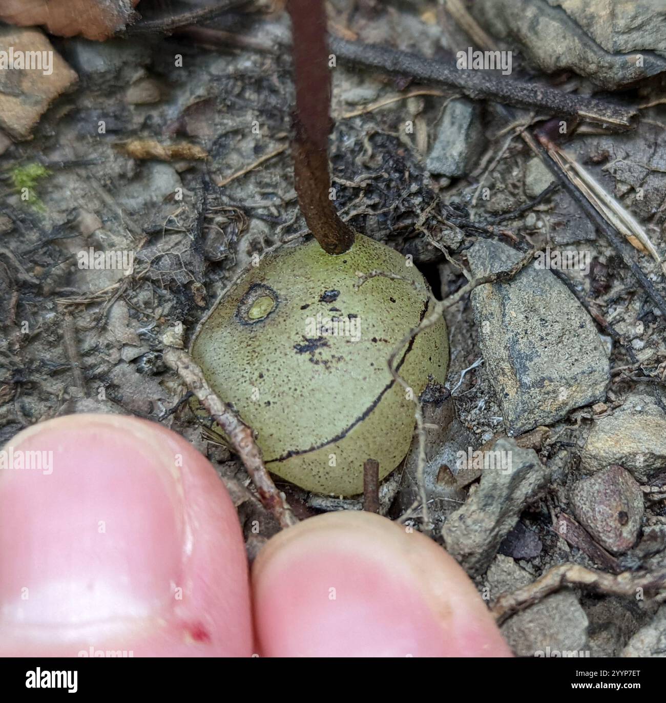 crane-fly orchid (Tipularia discolor Stock Photo - Alamy