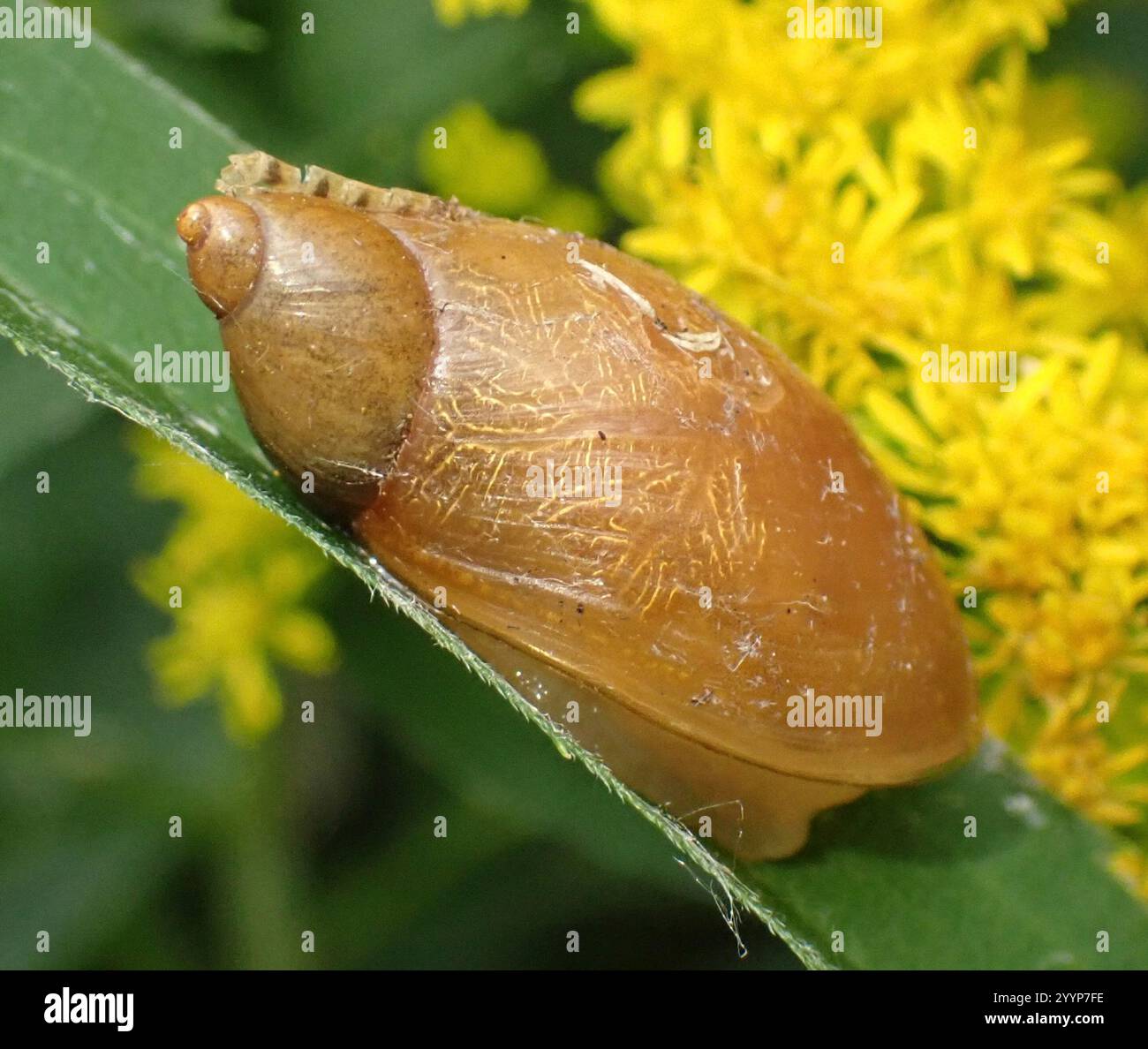 Common European Ambersnail (Succinea putris Stock Photo - Alamy