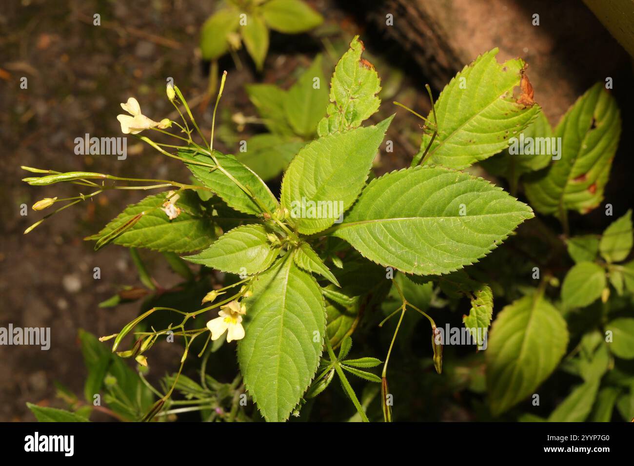 small balsam (Impatiens parviflora Stock Photo - Alamy
