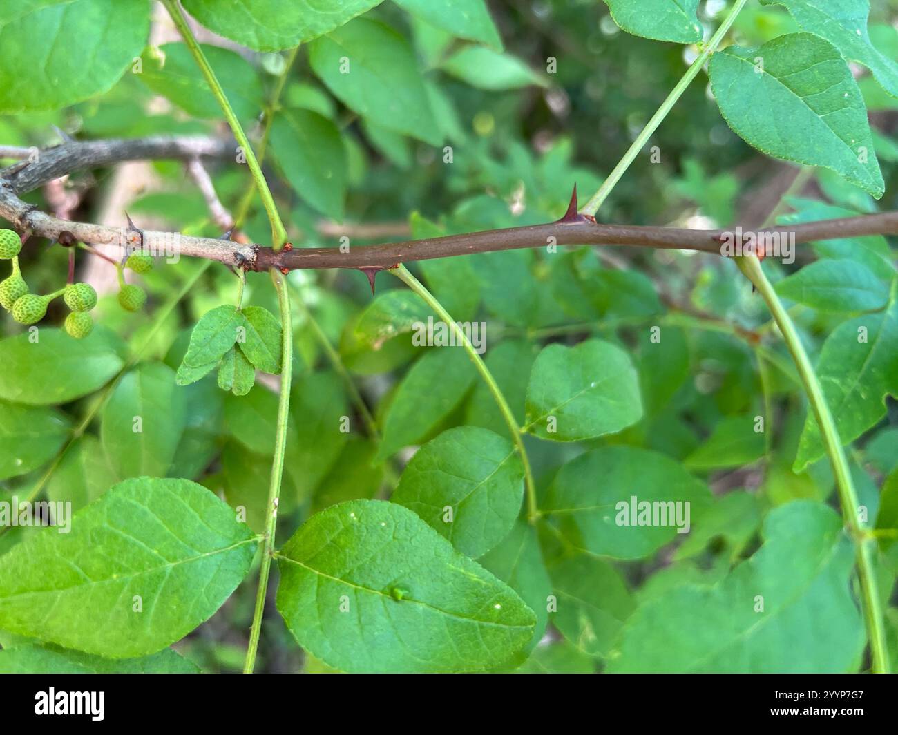 common prickly ash (Zanthoxylum americanum Stock Photo - Alamy