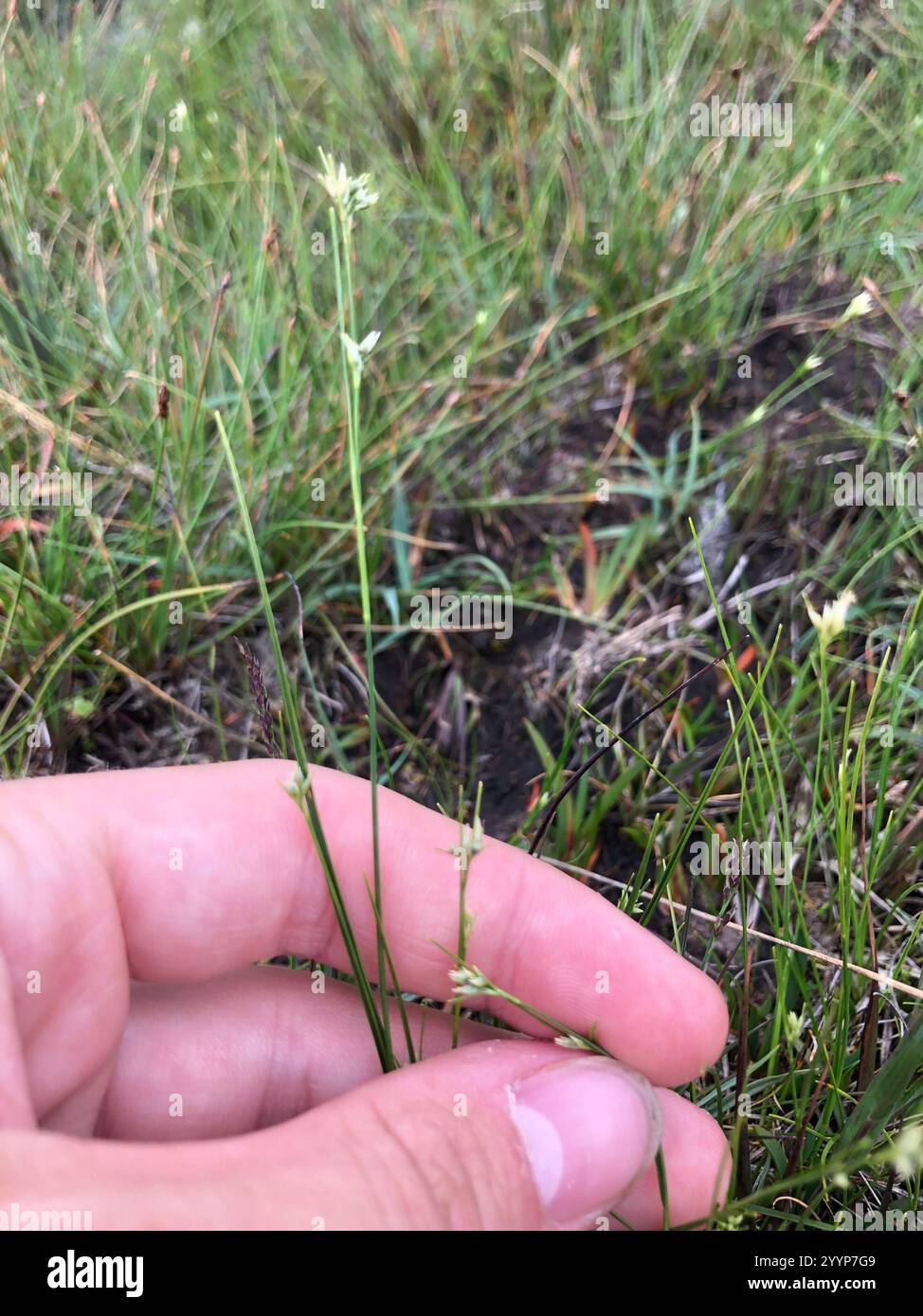 white beak-sedge (Rhynchospora alba Stock Photo - Alamy
