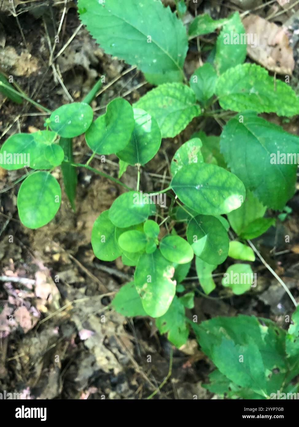 False Flowering Spurge (Euphorbia pubentissima Stock Photo - Alamy