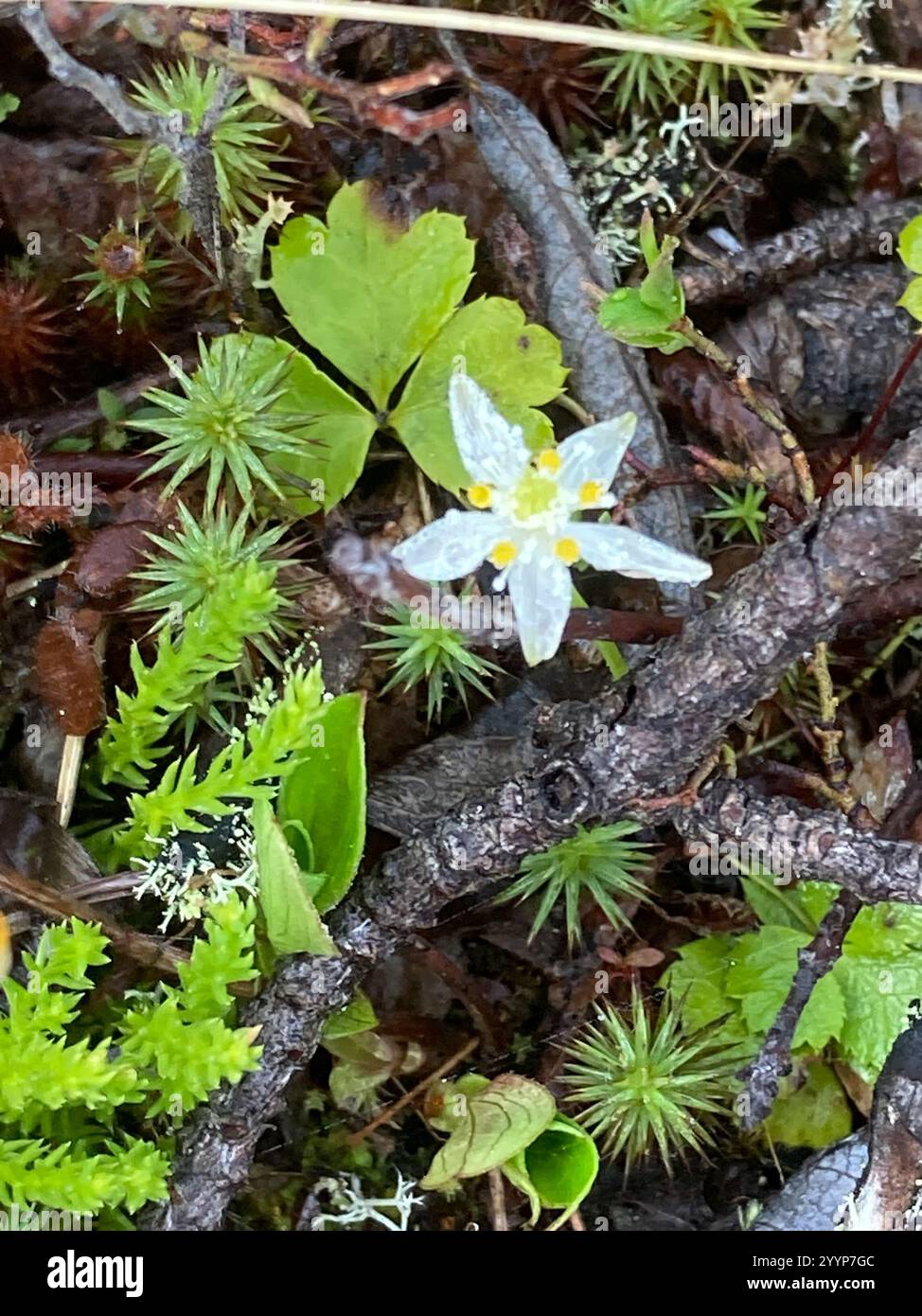 threeleaf goldthread (Coptis trifolia Stock Photo - Alamy