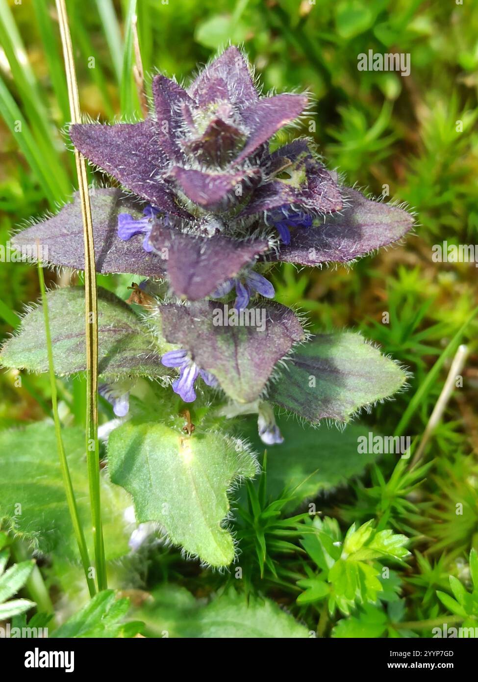 Pyramidal Bugle (Ajuga pyramidalis Stock Photo - Alamy
