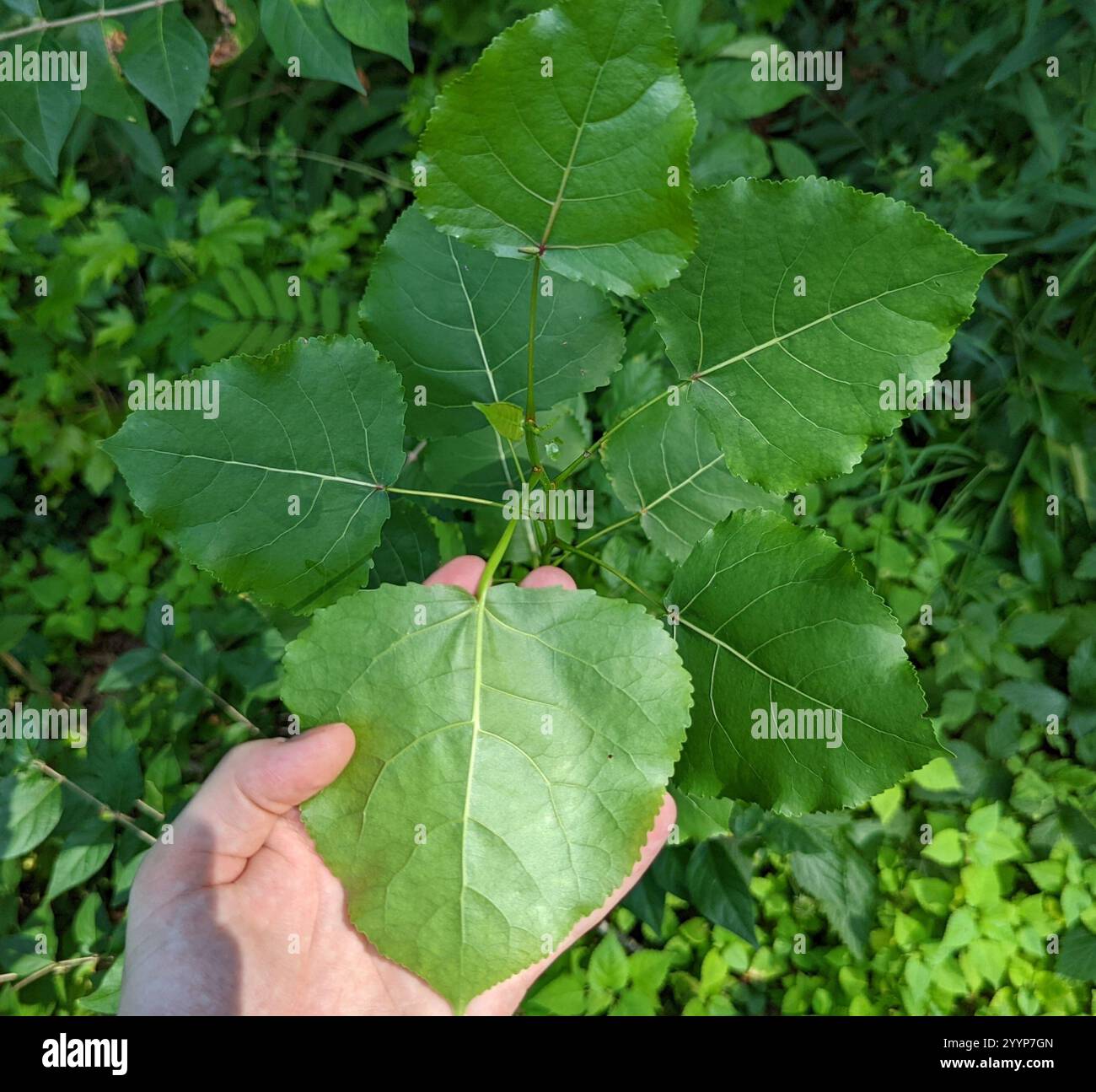 Eastern Cottonwood (Populus deltoides Stock Photo - Alamy