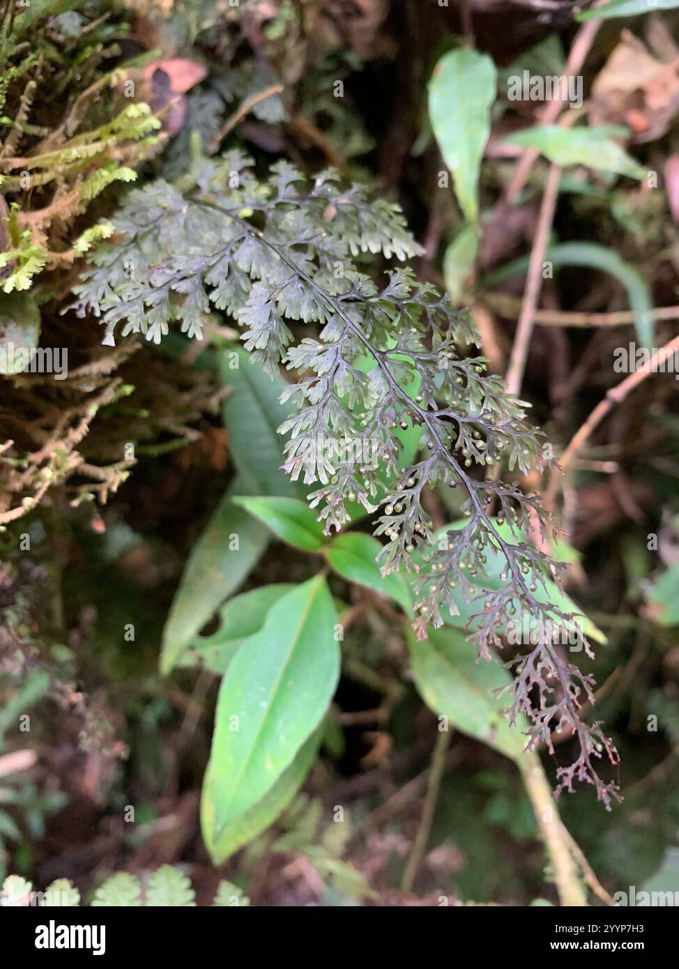 filmy ferns (Hymenophyllum Stock Photo - Alamy