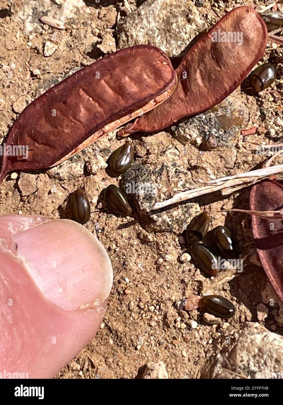 Tropical puff (Neptunia pubescens Stock Photo - Alamy