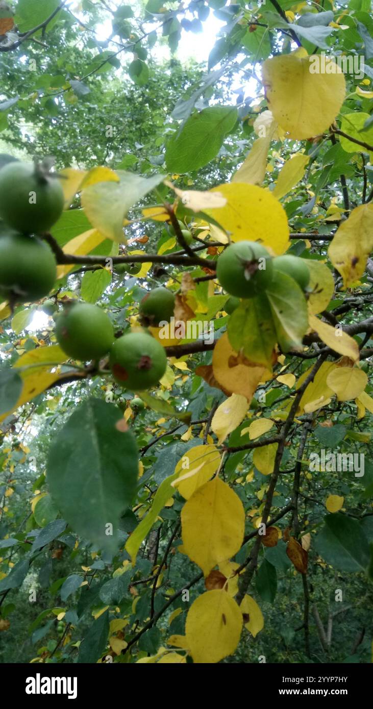 European Wild Apple (Malus sylvestris Stock Photo - Alamy