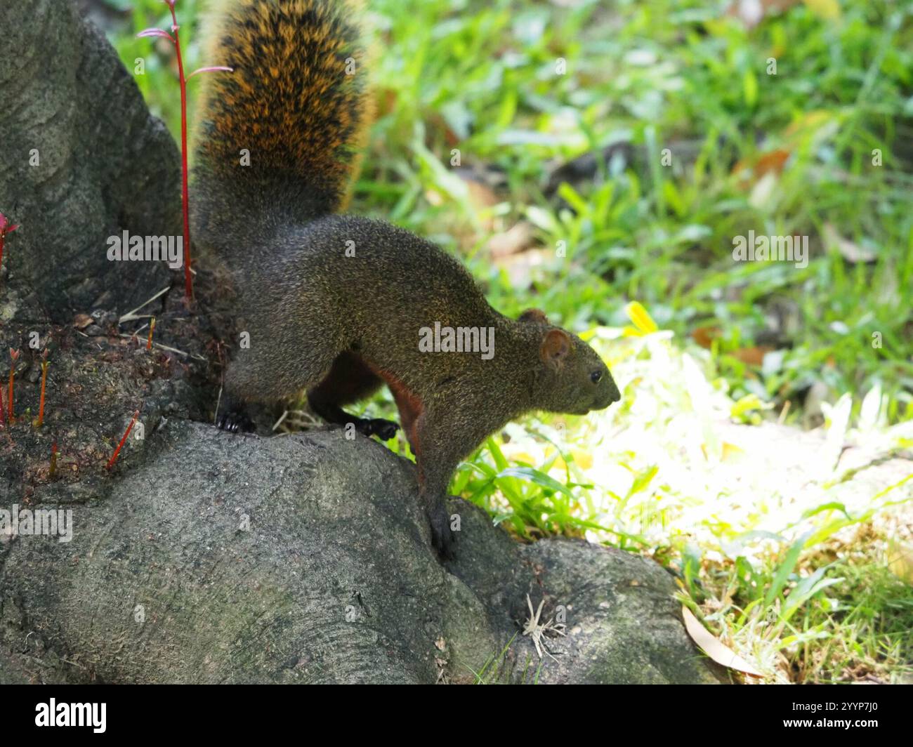 Taiwan Squirrel (Callosciurus erythraeus thaiwanensis Stock Photo - Alamy