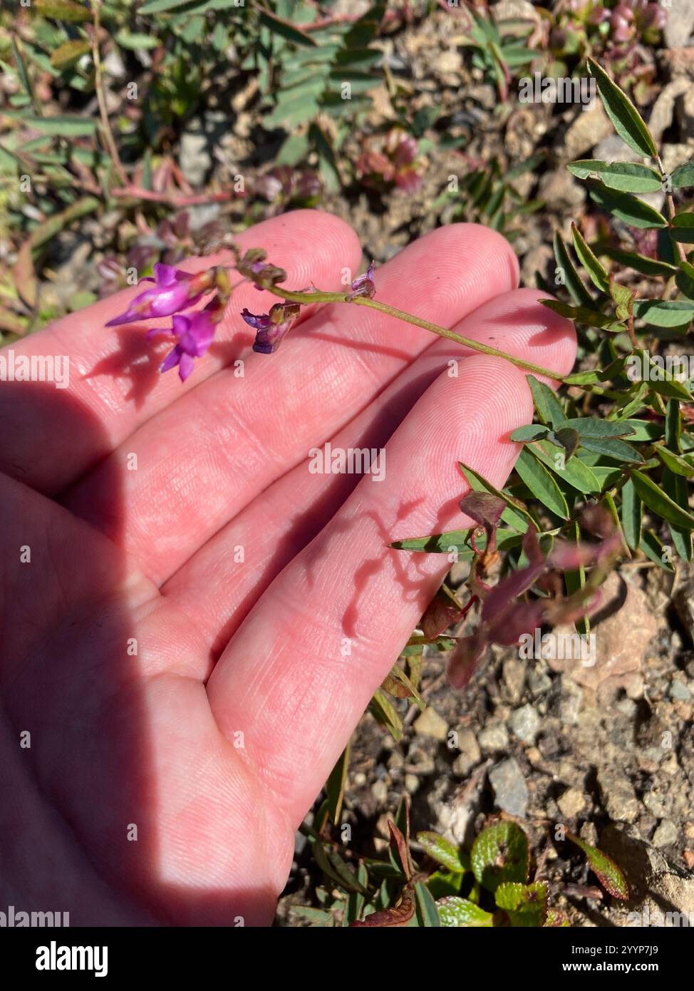 Alpine Sweet-vetch (Hedysarum alpinum Stock Photo - Alamy