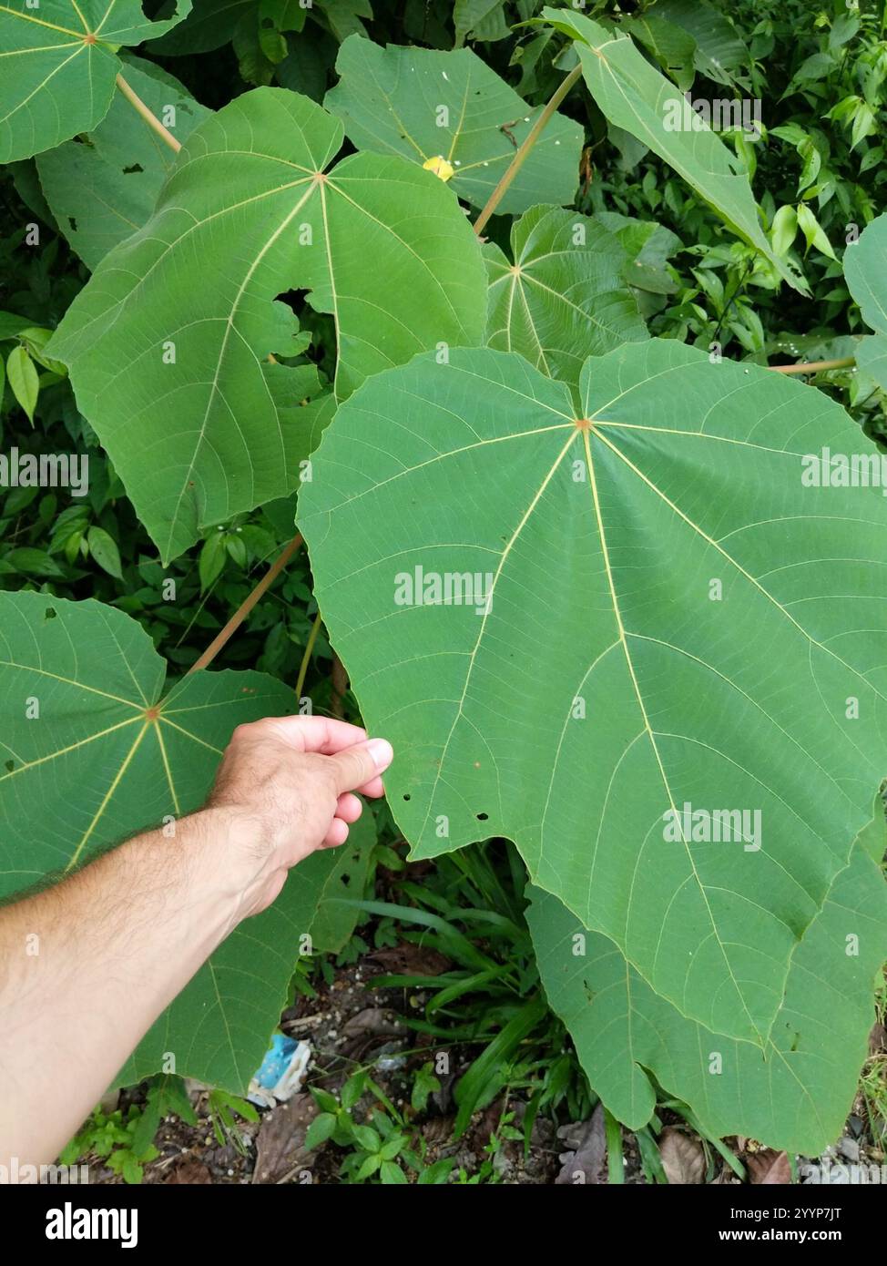 Balsa Tree (Ochroma pyramidale Stock Photo - Alamy