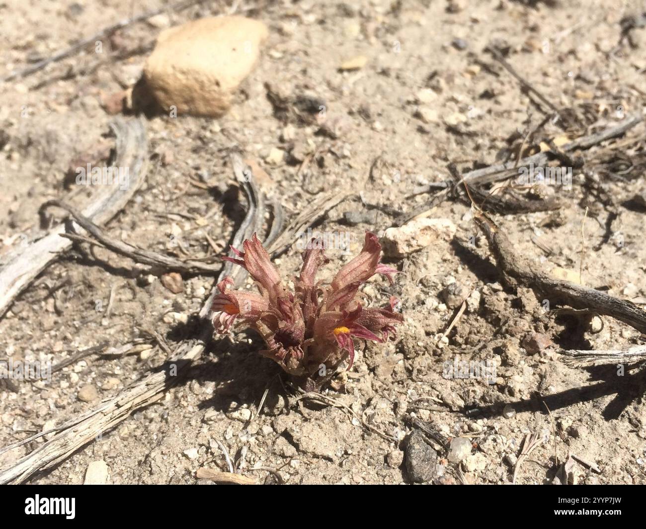 Flat-top Broomrape (Aphyllon corymbosum Stock Photo - Alamy
