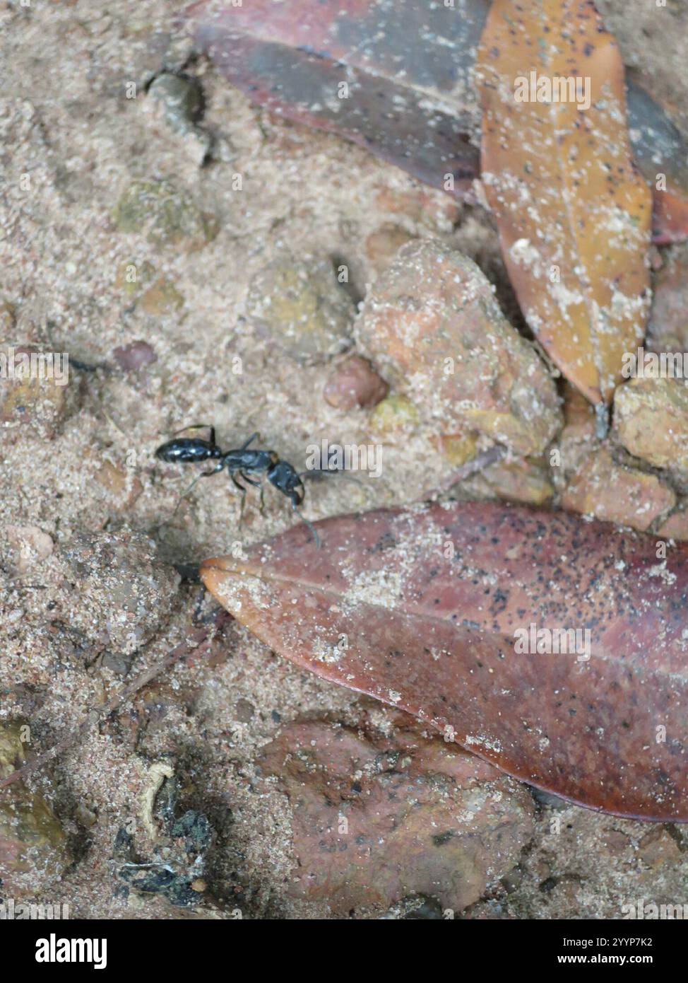 African stink ant (Paltothyreus tarsatus Stock Photo - Alamy