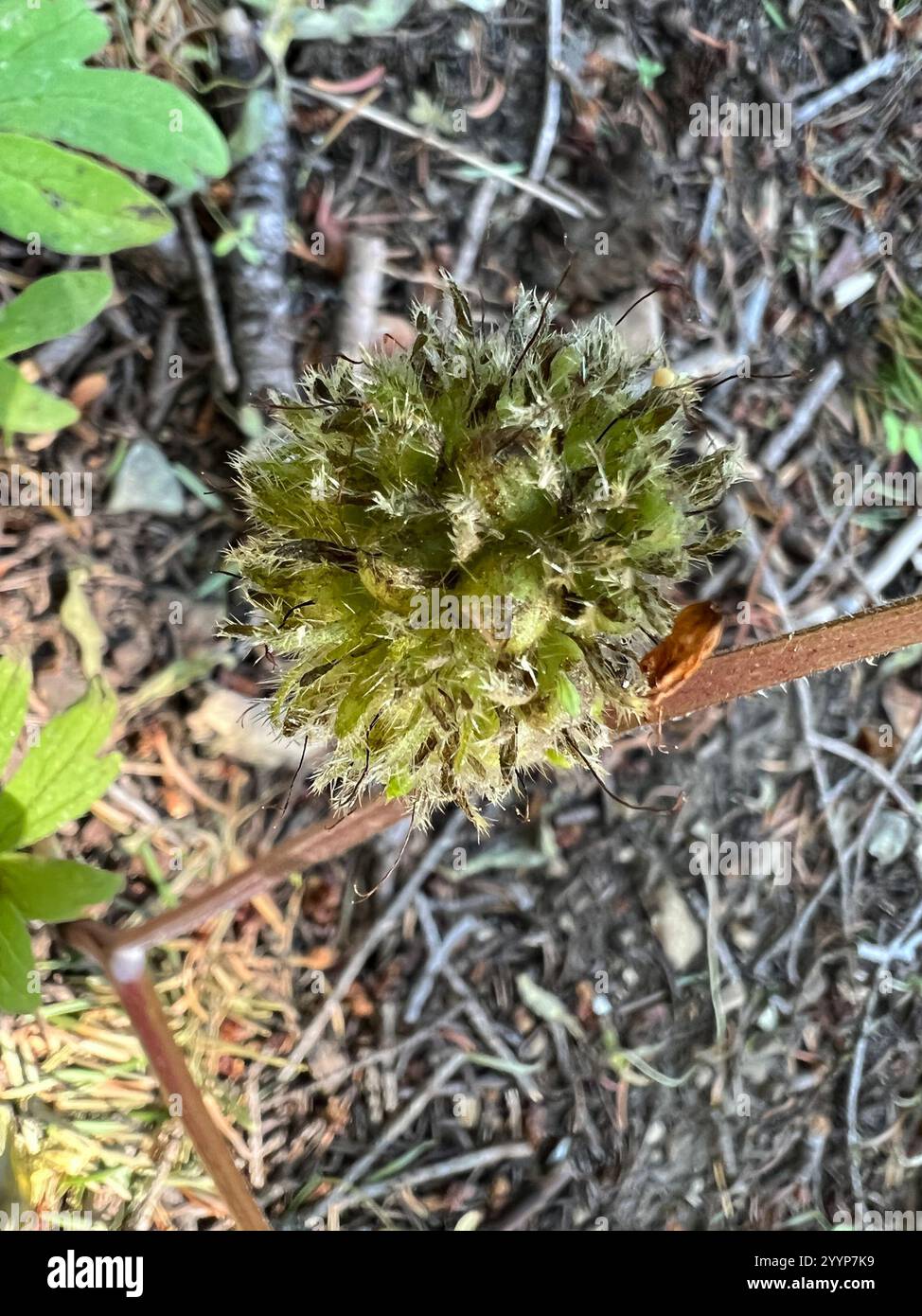 ballhead waterleaf (Hydrophyllum capitatum Stock Photo - Alamy