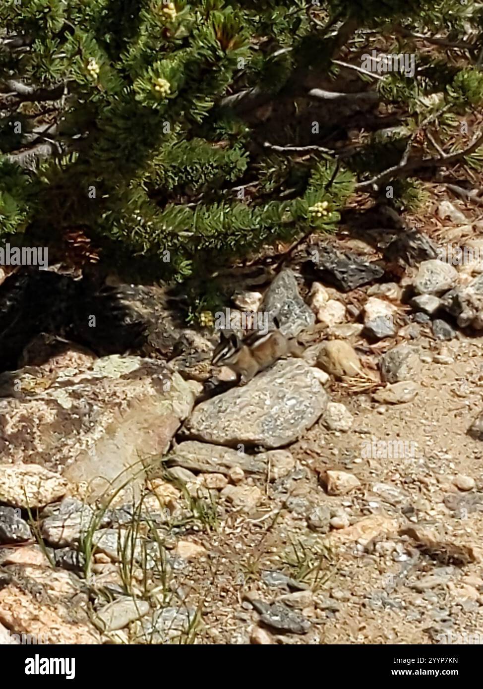 Least Chipmunk (Neotamias minimus Stock Photo - Alamy