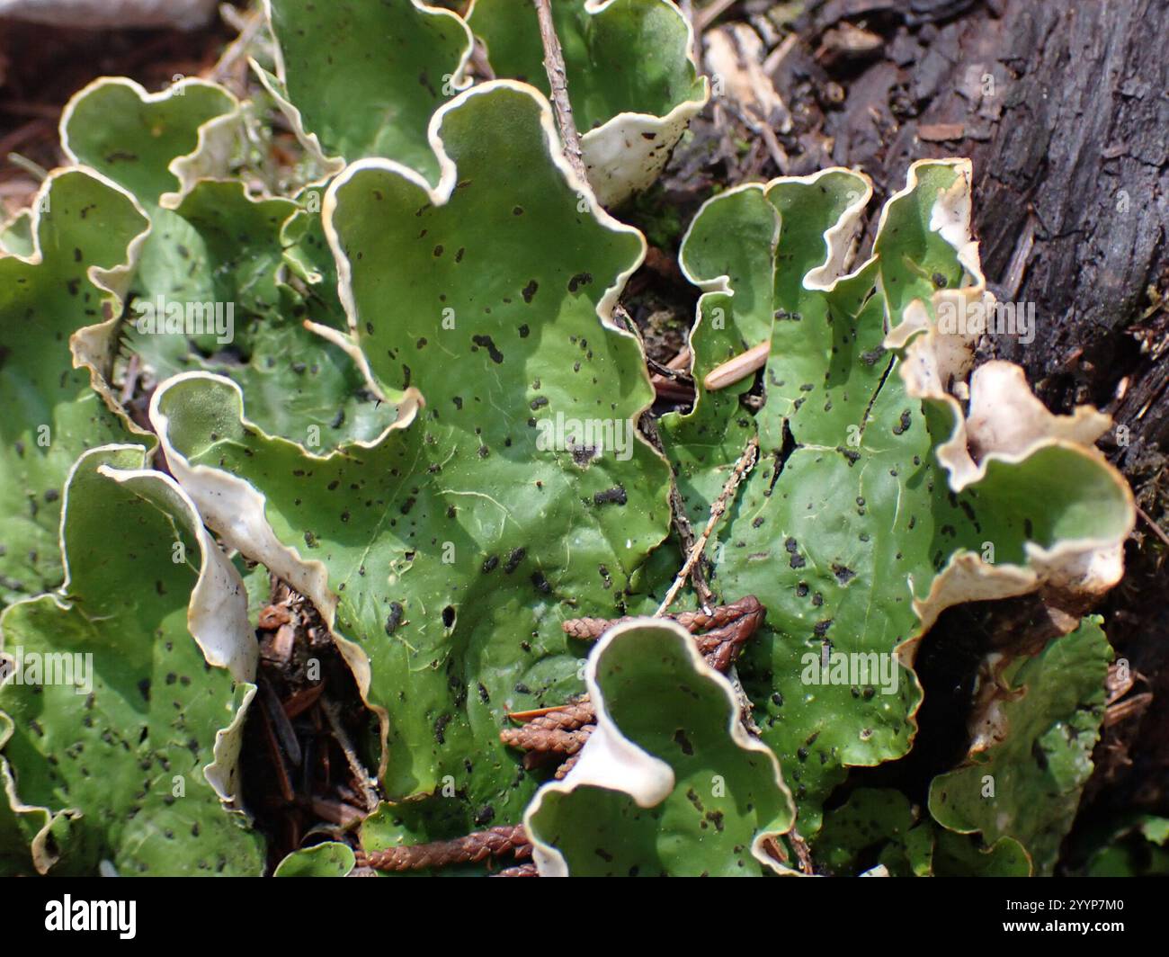 freckled pelt lichen (Peltigera aphthosa Stock Photo - Alamy