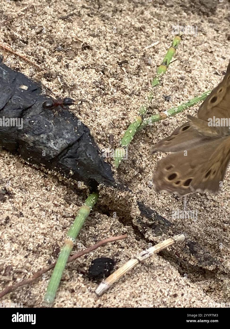 Northern Pearly-eye (Lethe anthedon Stock Photo - Alamy
