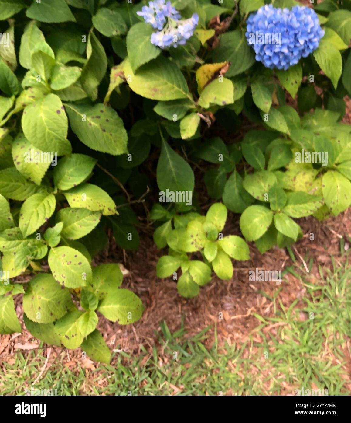Cercospora leaf spot hi-res stock photography and images - Alamy